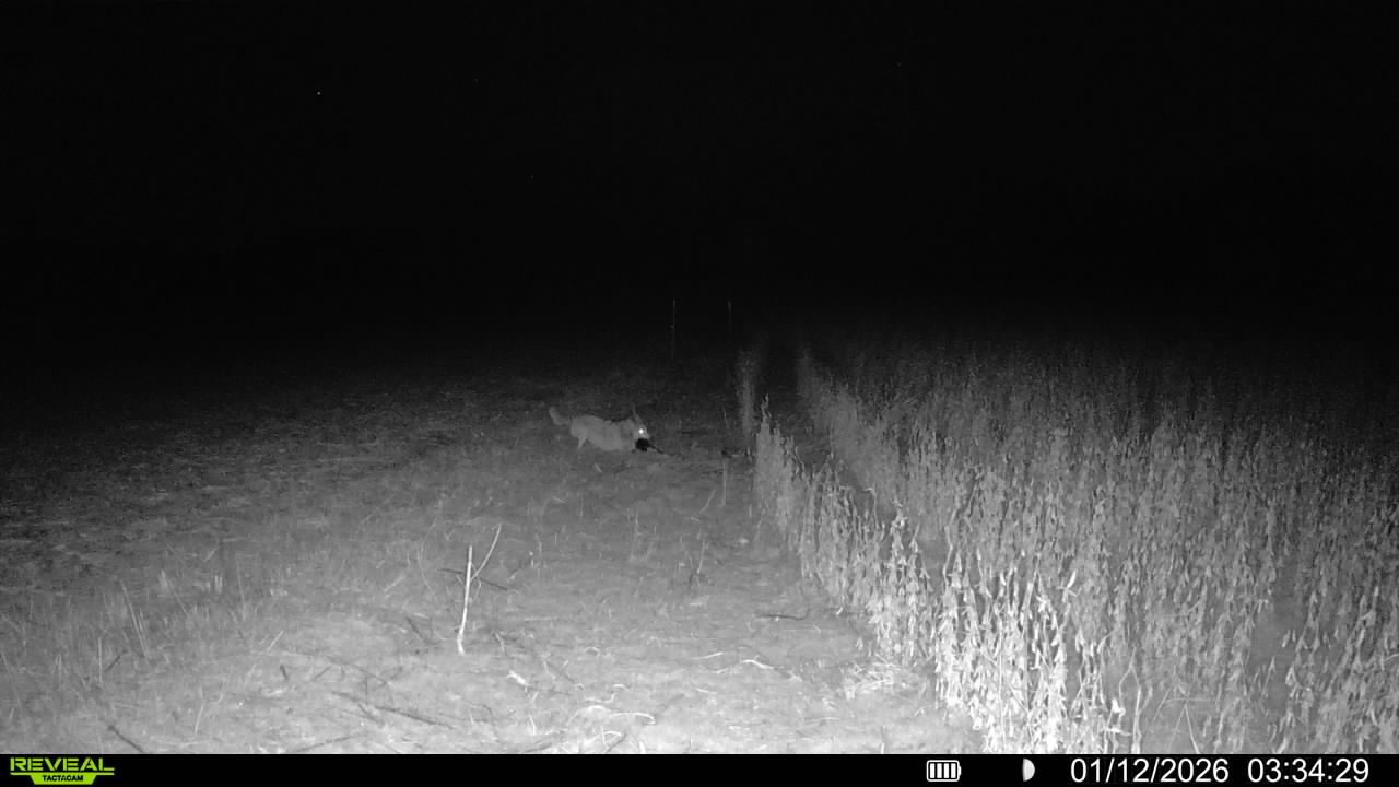 Coyote #2 for the year - 24hourcampfire