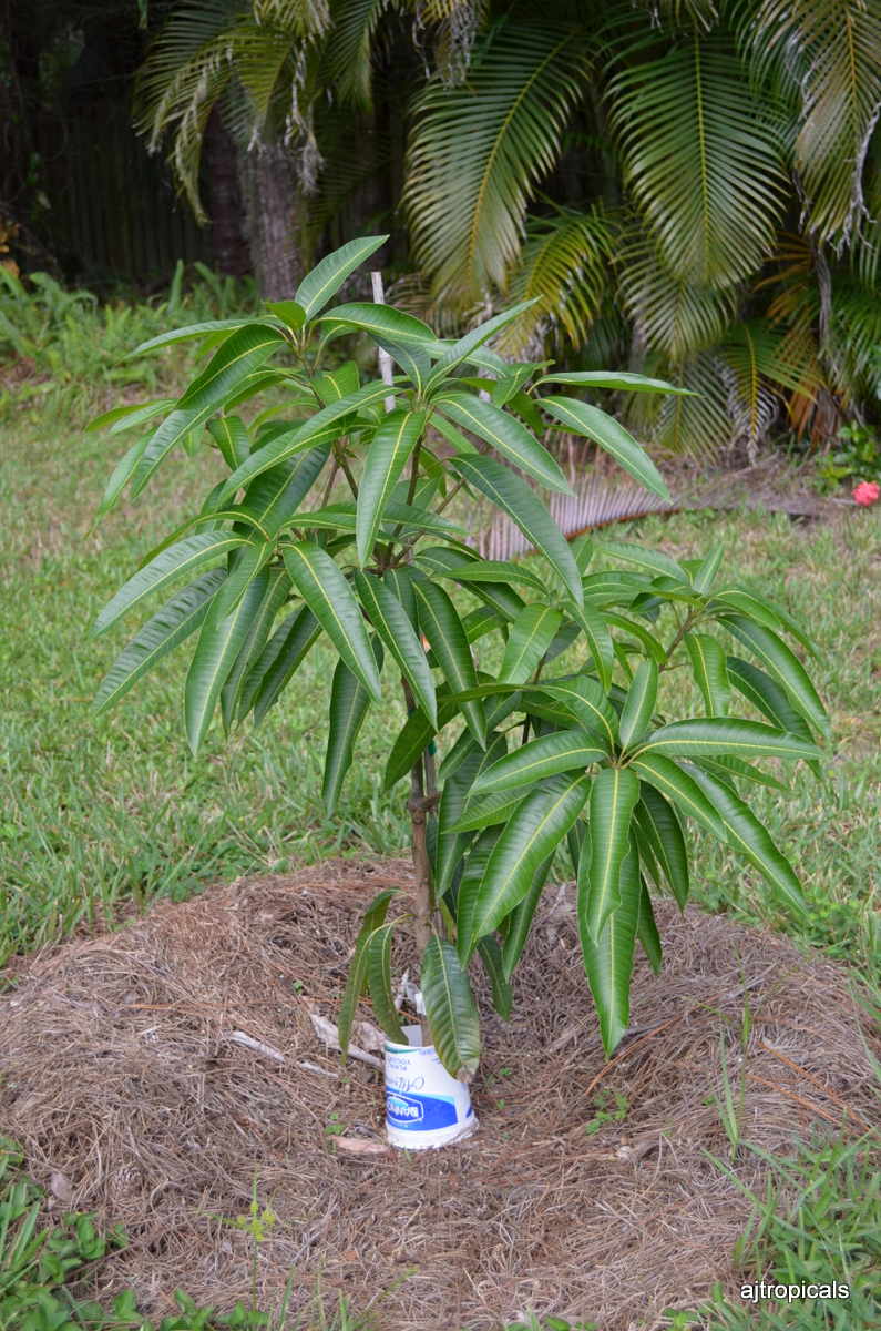 mango pickering — Postimages