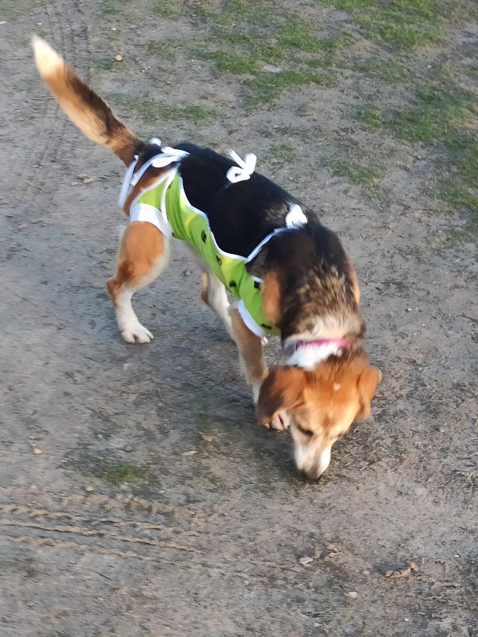 Misia 2 — Postimages