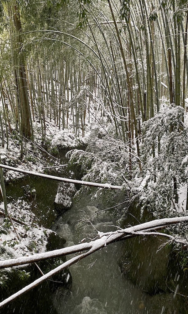 bamboo C — Postimages