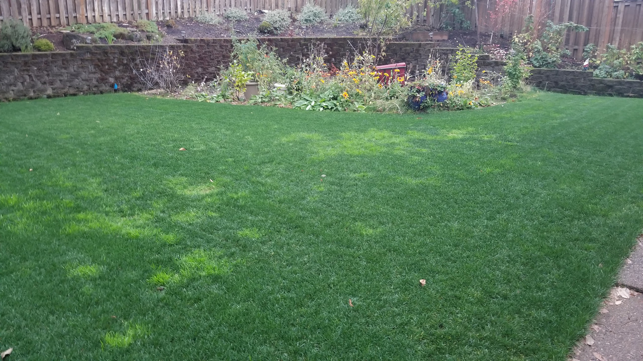 PSA: Dont Ignore Poa Triv | Lawn Care Forum