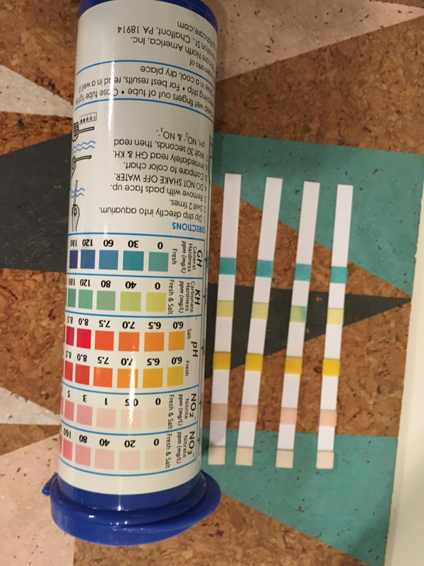 Help with disease identification - Rocket Killie and Endler - Killifish ...