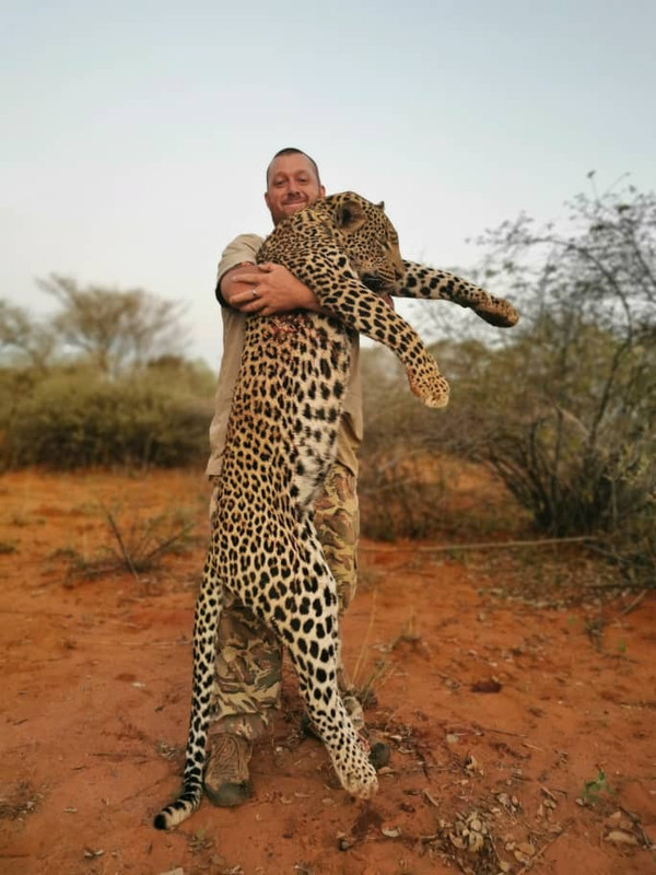 Kevin's Cattle Killing Leopard — Postimages