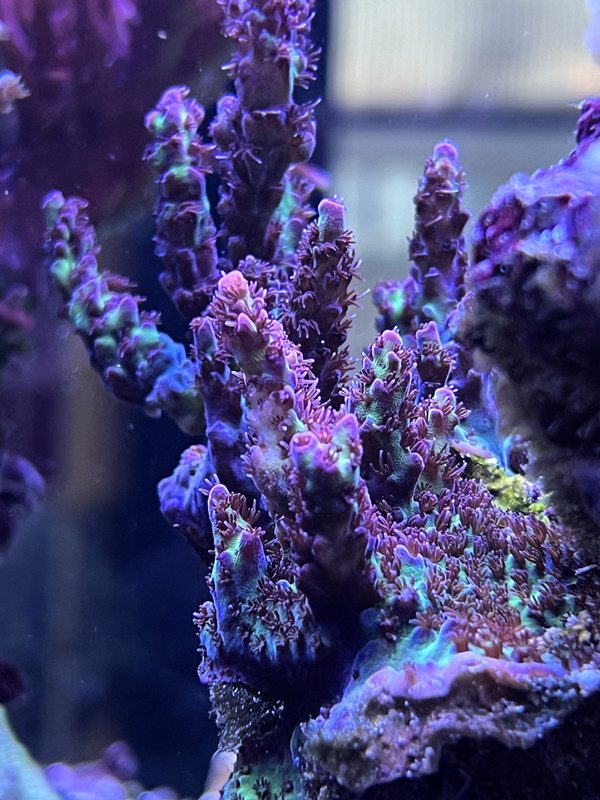 IMG 2588 — Postimages