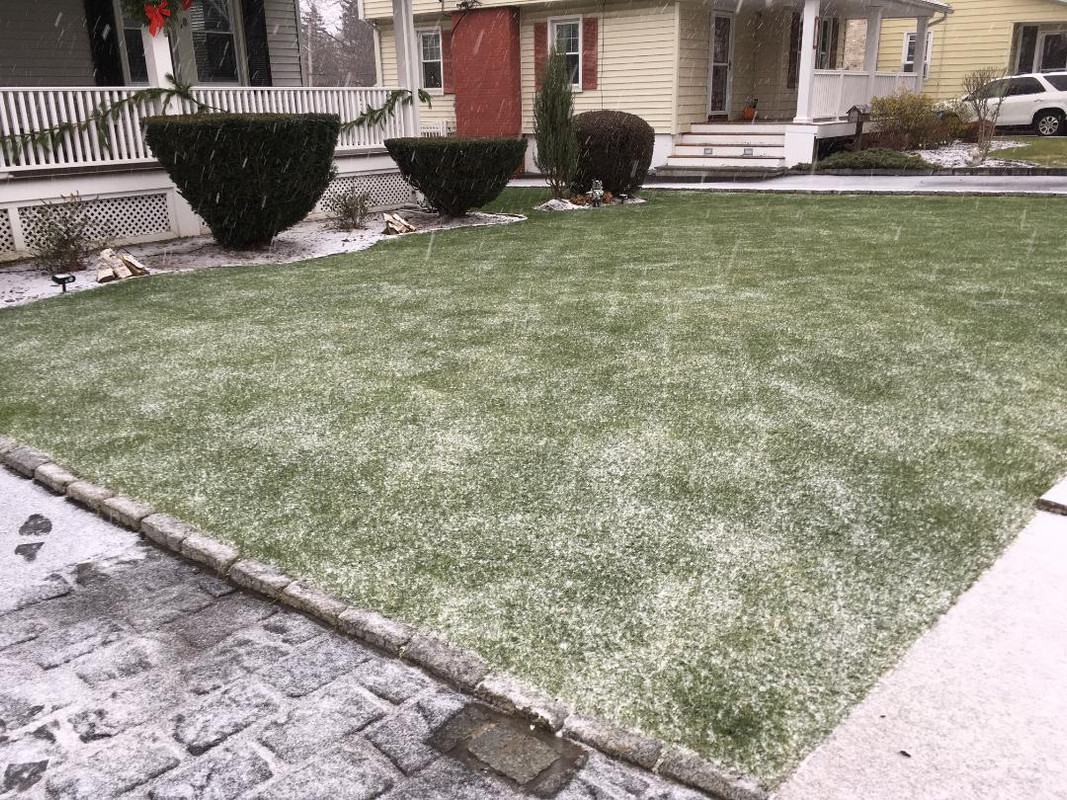 Let's see your lawn fail pics - heres mine | Lawn Care Forum