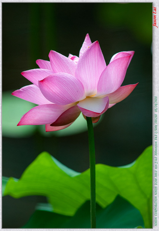 20200524 072958 DSC 7154 — Postimages