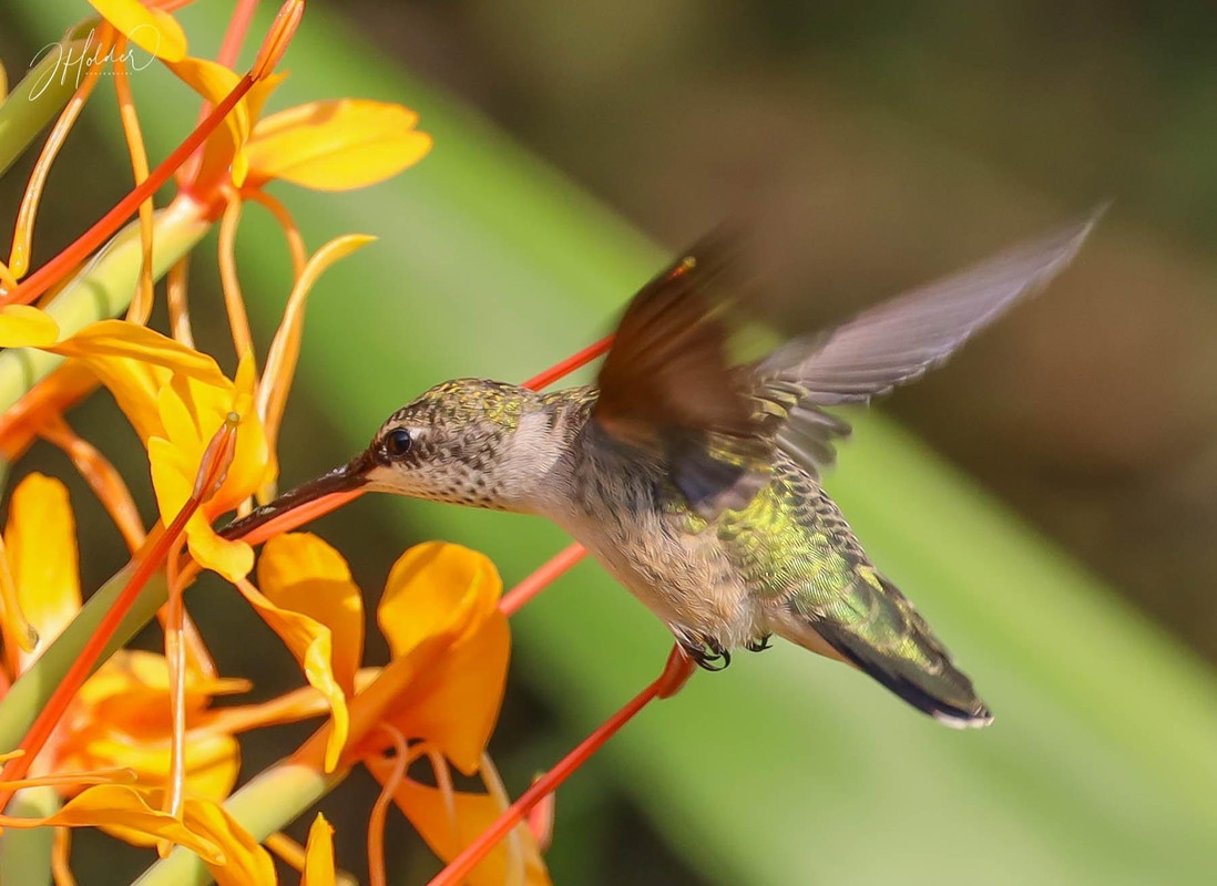 4951677 F EEBB 4542 9258 FAFA22784 AF9 — Postimages