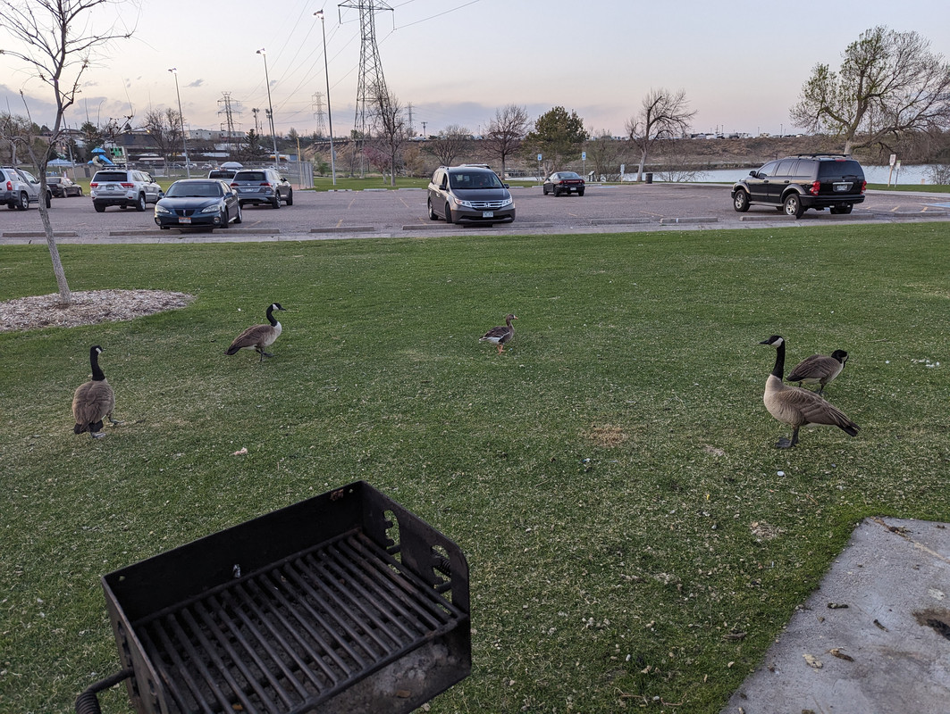 Spotted this singular snow goose hanging out with a flock of Canadian ...