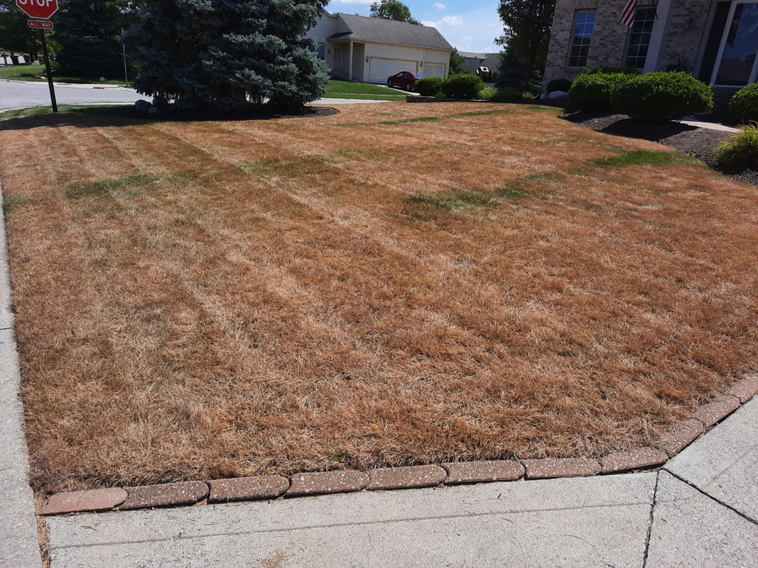 Blspeak's Fall Renovation (Playmaker mix, 80% TTTF, 10% KBG, 10% PRG ...