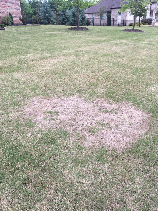 Gray Patch in Bermuda | Lawn Care Forum