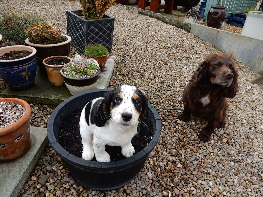 ISA INCA 1 270519 — Postimages