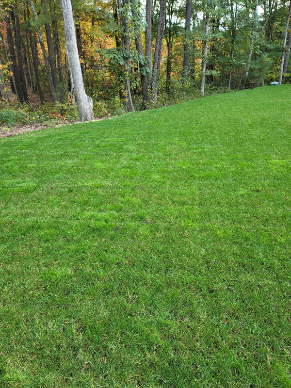 Planning Ahead to Treat Poa Triv | Lawn Care Forum