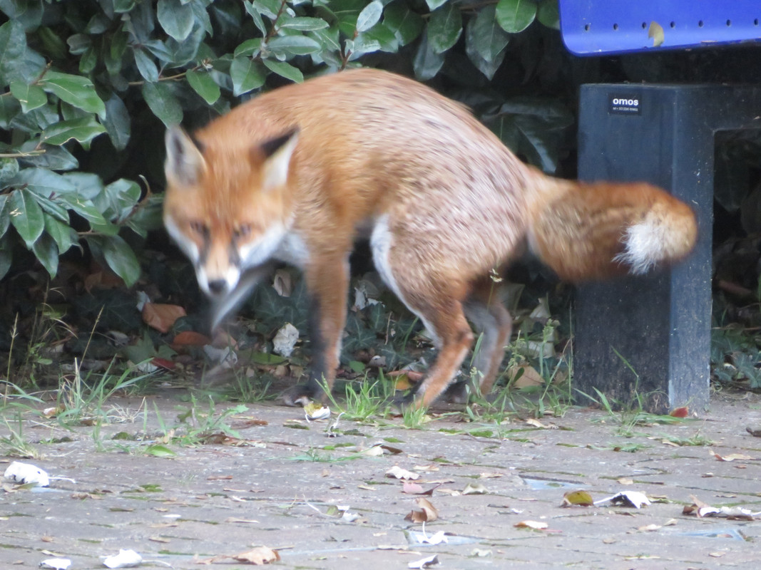 IMG 0358 — Postimages