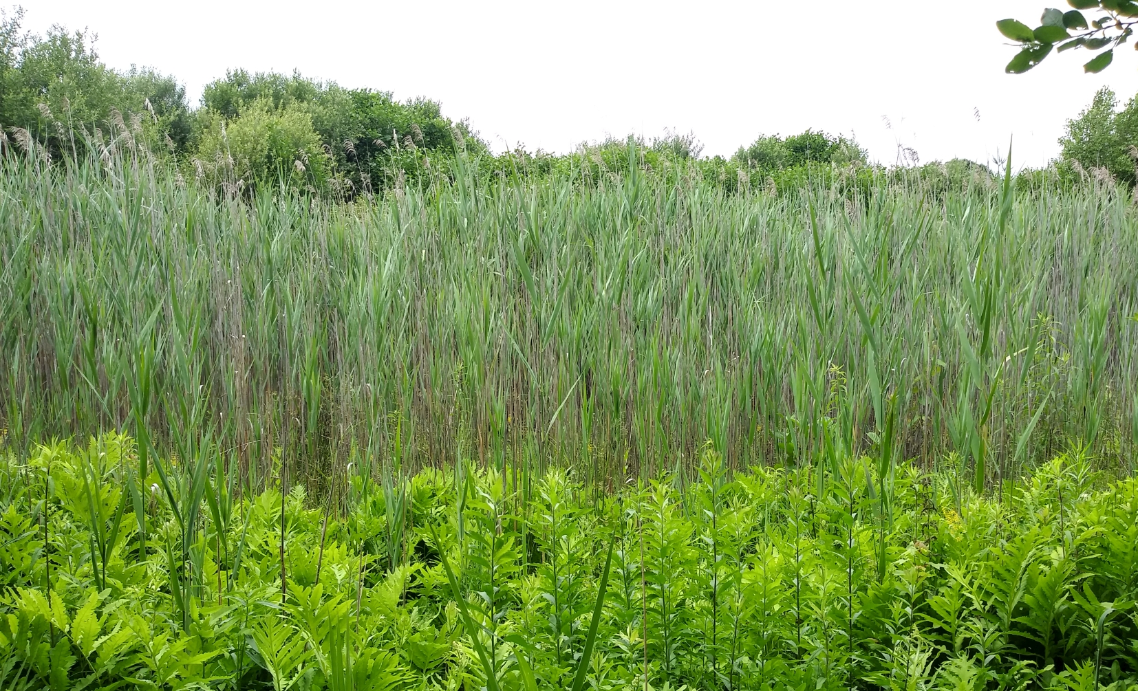 JD Tall Grass Beyond Broken Trees1 C — Postimages