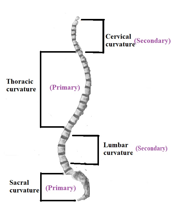 Human Anatomy and Physiology - 9780133999310 - Exercise 6 | Quizlet