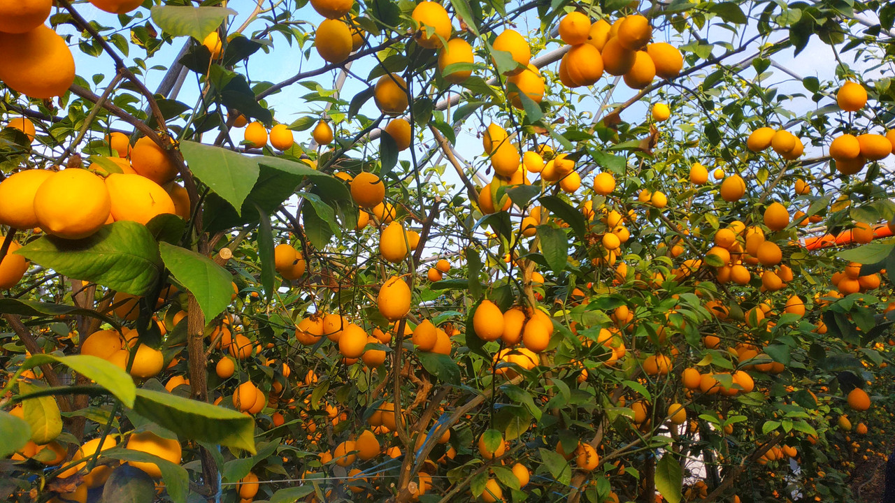 IMG 20241130 111113 — Postimages