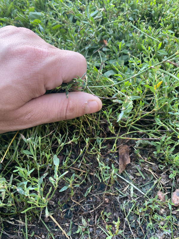 Help With this viney weed | Lawn Care Forum