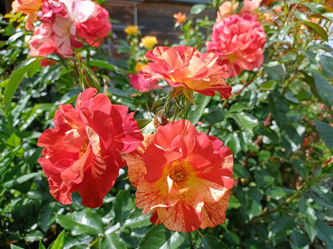 IMG20210701133543 — Postimages