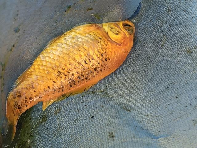 Black spots? - General Fish Health Forum - Pond Life