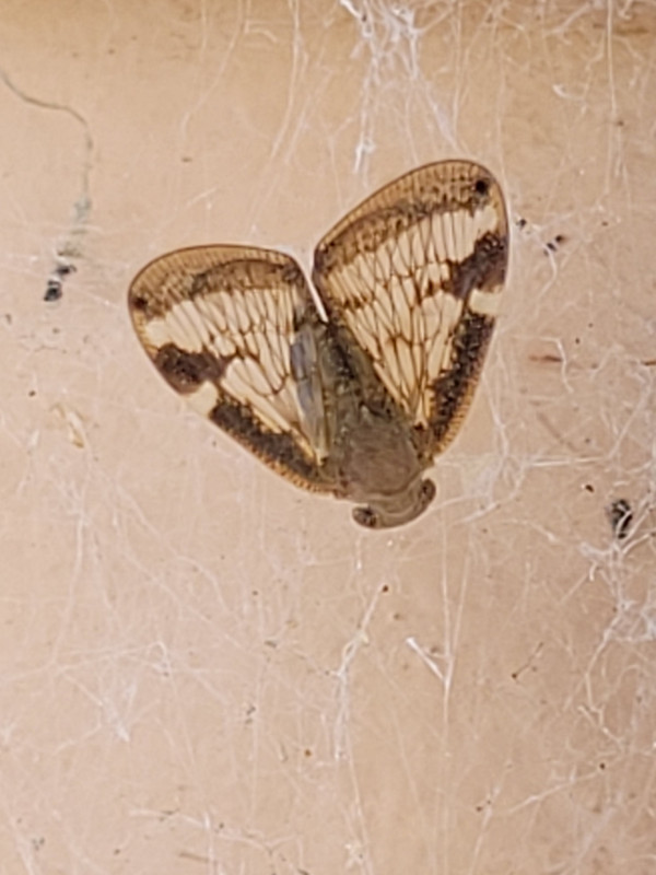 20230128 fly 1 — Postimages