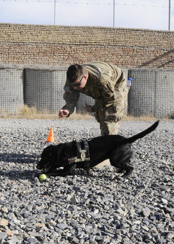 US ARMY K9 1st Brigade Combat Team (16) — Postimages