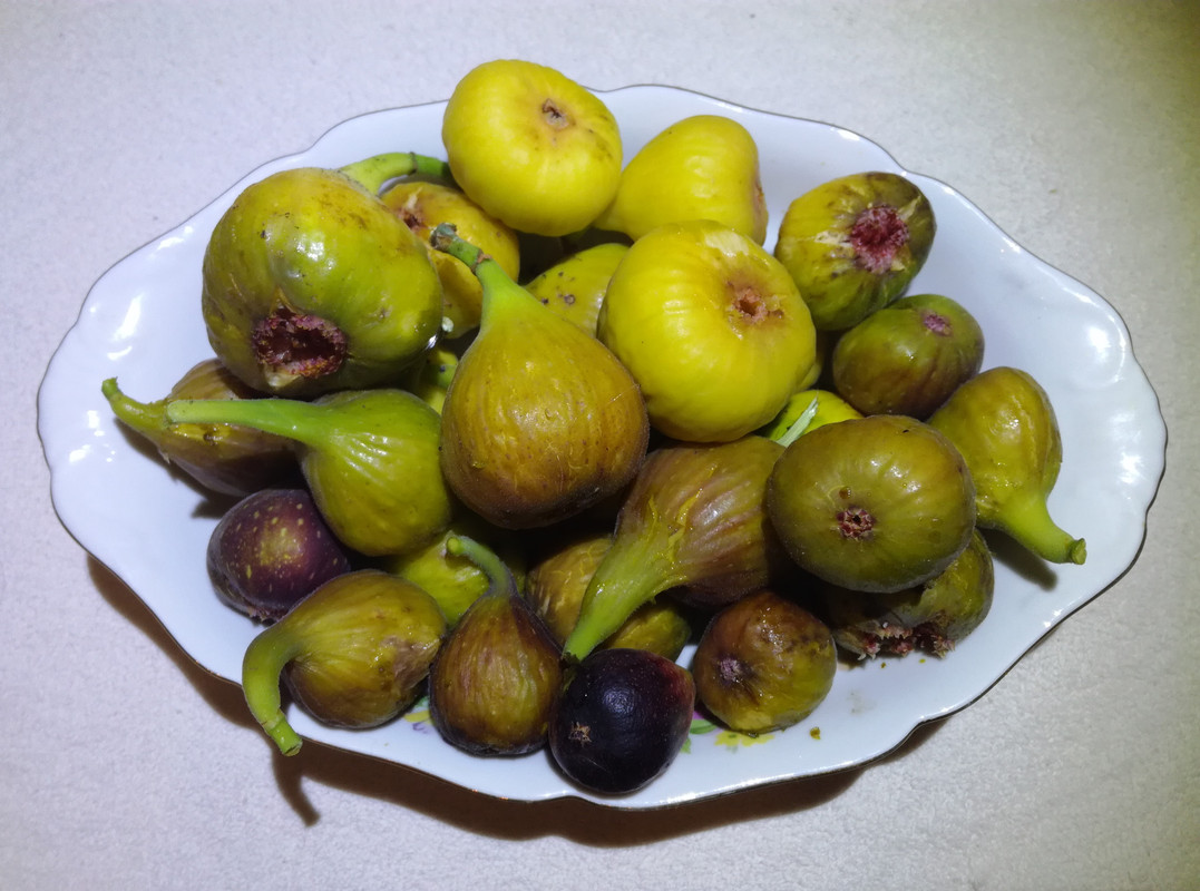 zmes fíg — Postimages