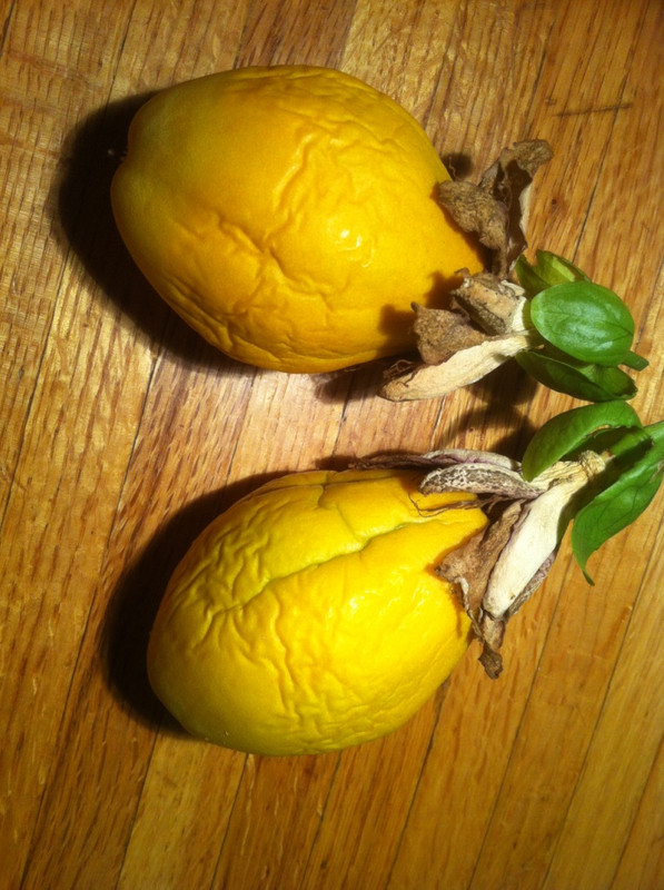 Ruby 09 — Postimages