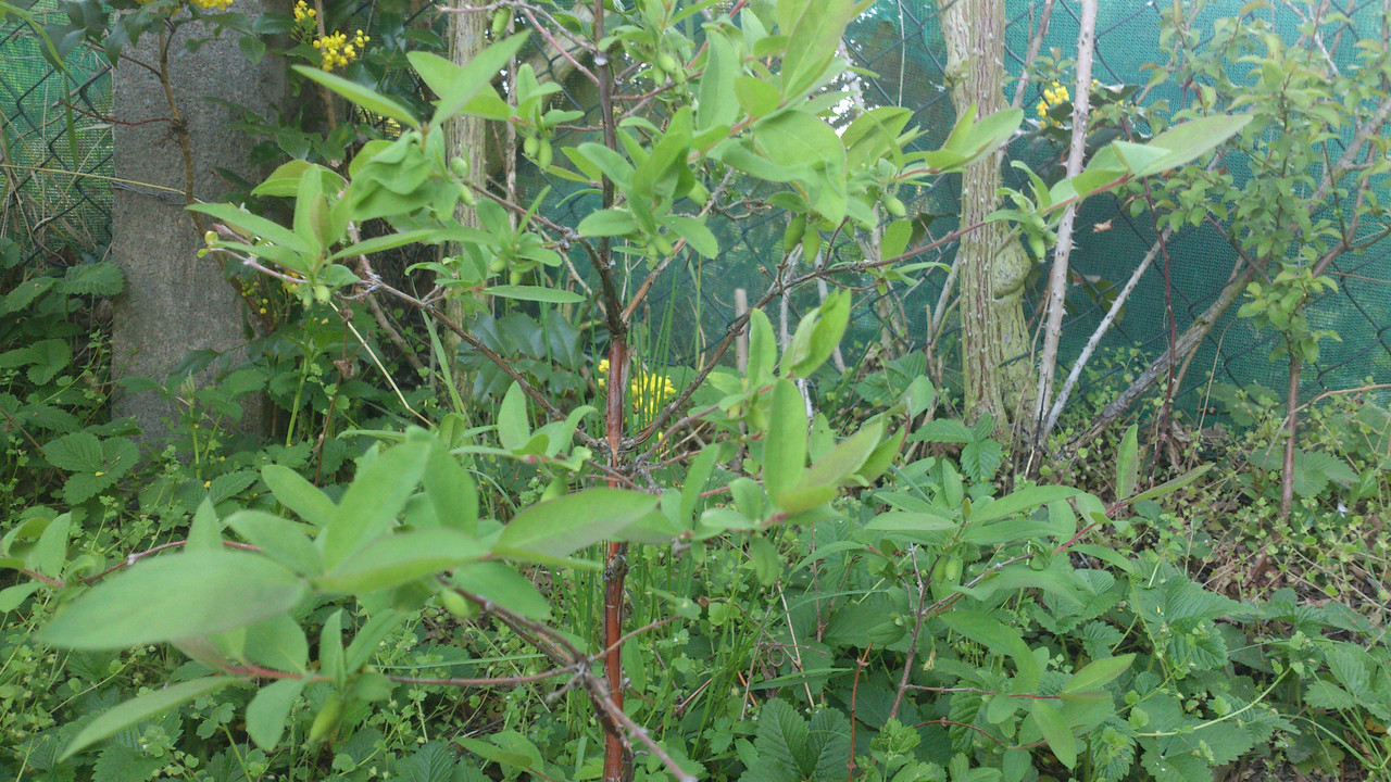 DSC 0974 — Postimages