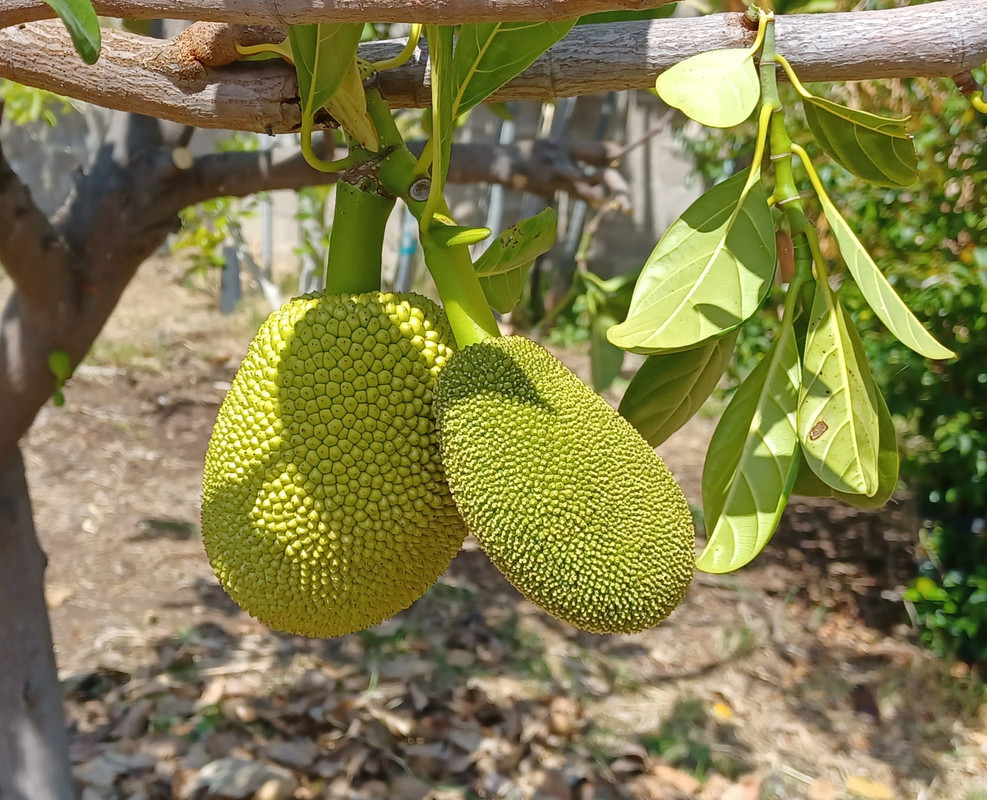 jack2 — Postimages