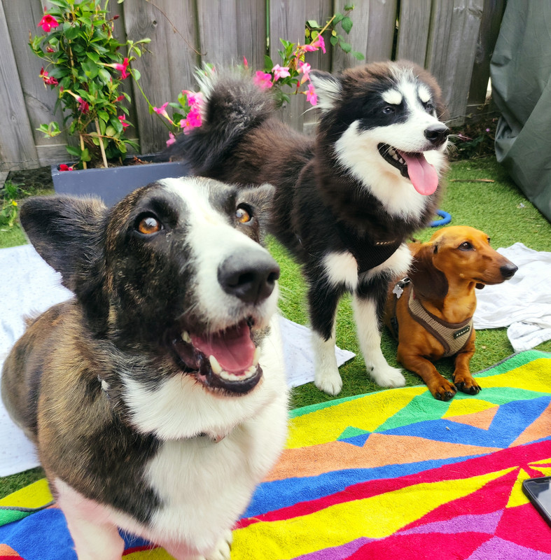 Een Corgi, Pomsky en een Teckel - Een Hondenleven