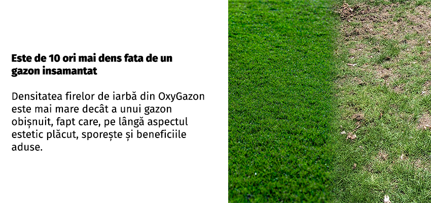 Gazon natural rulat OxyGazon tip Royal Seceta, 1 palet x 40 mp - eMAG.ro