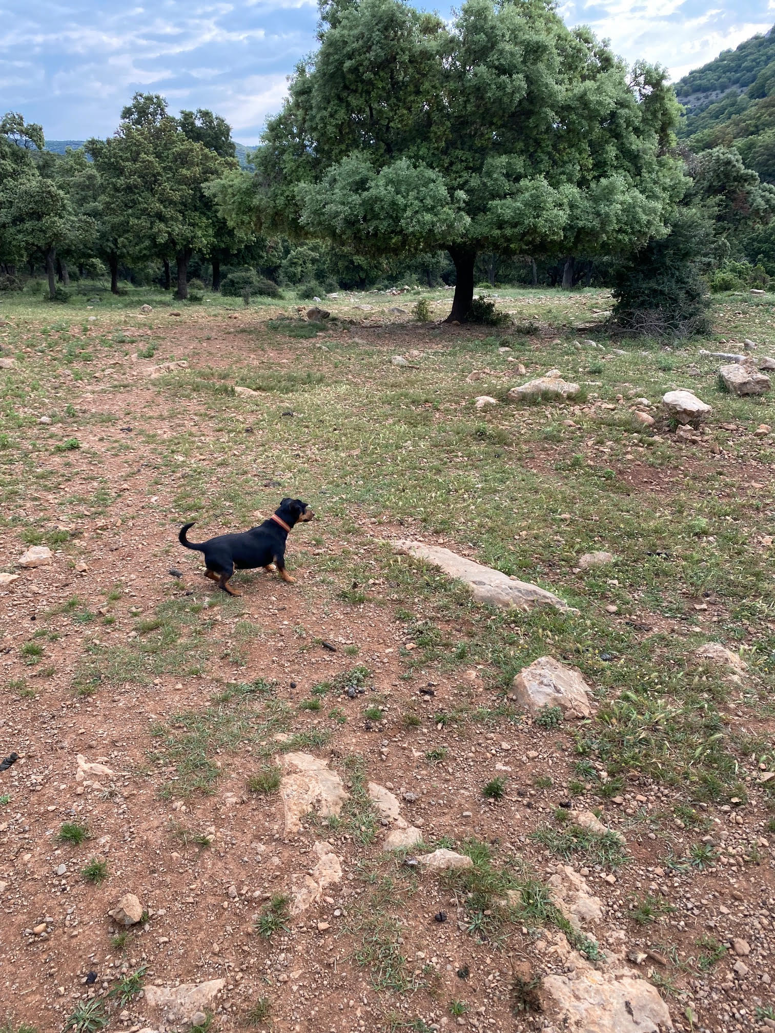 perro — Postimages