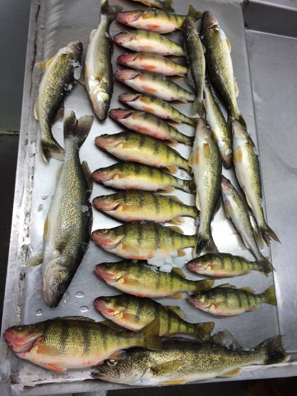 perch and eyes — Postimages