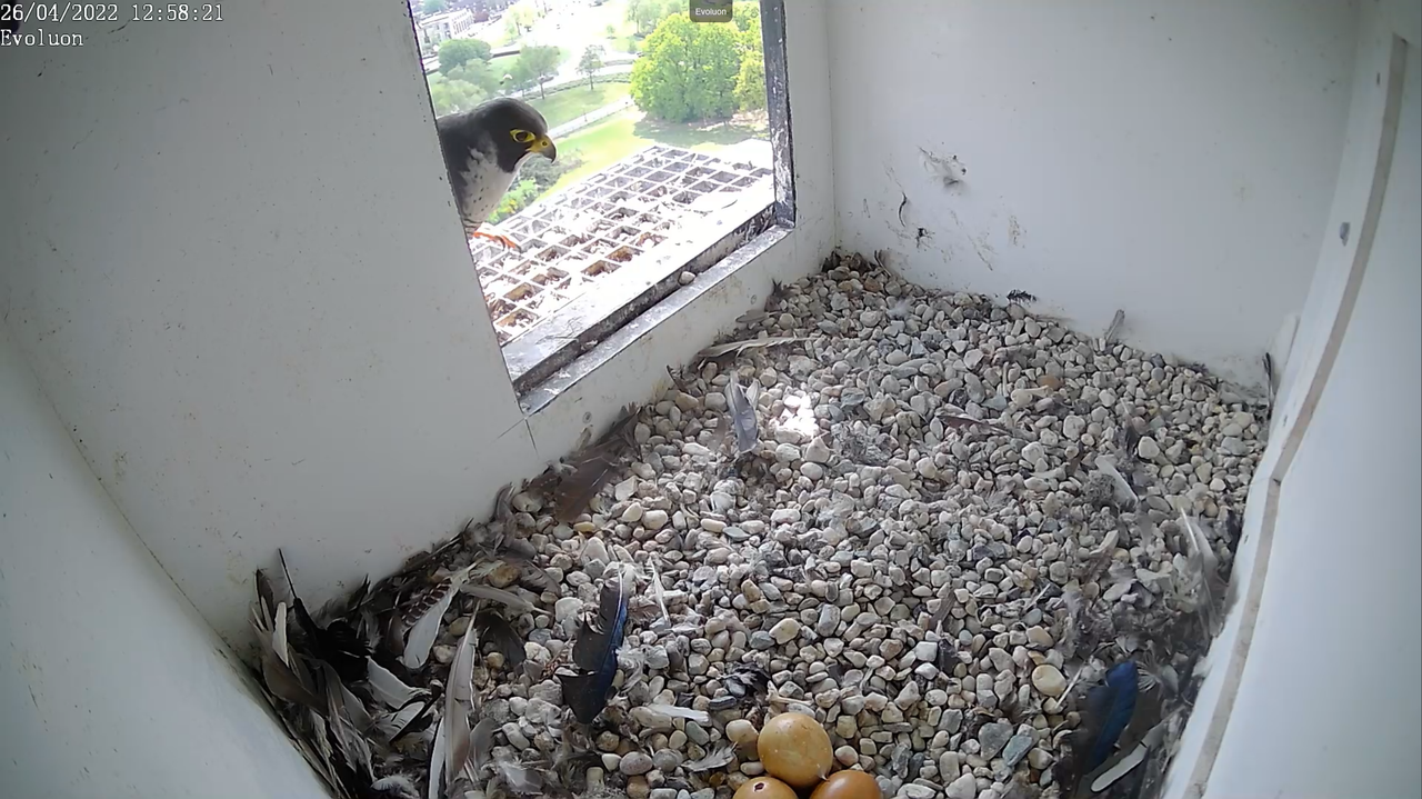 2022 04 26 12 58 46 Window — Postimages