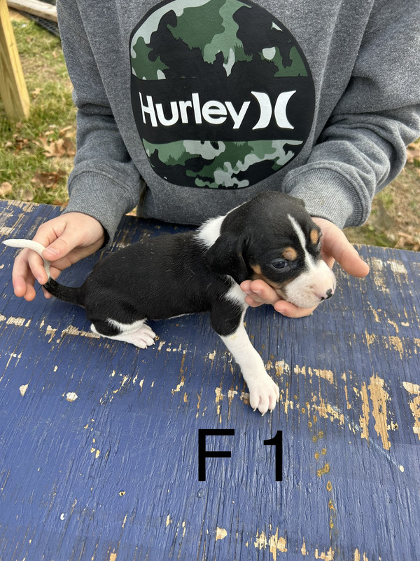 IMG 1633 — Postimages