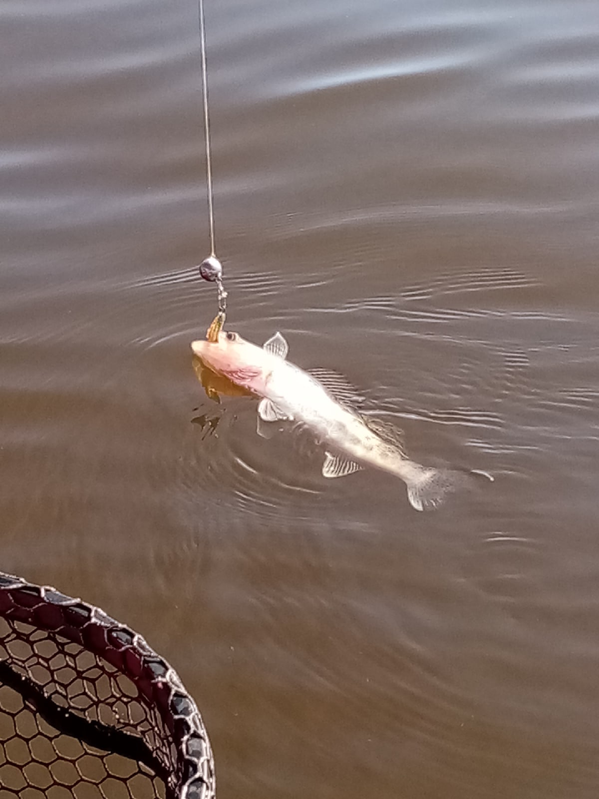 md Lg WUCJq A — Postimages