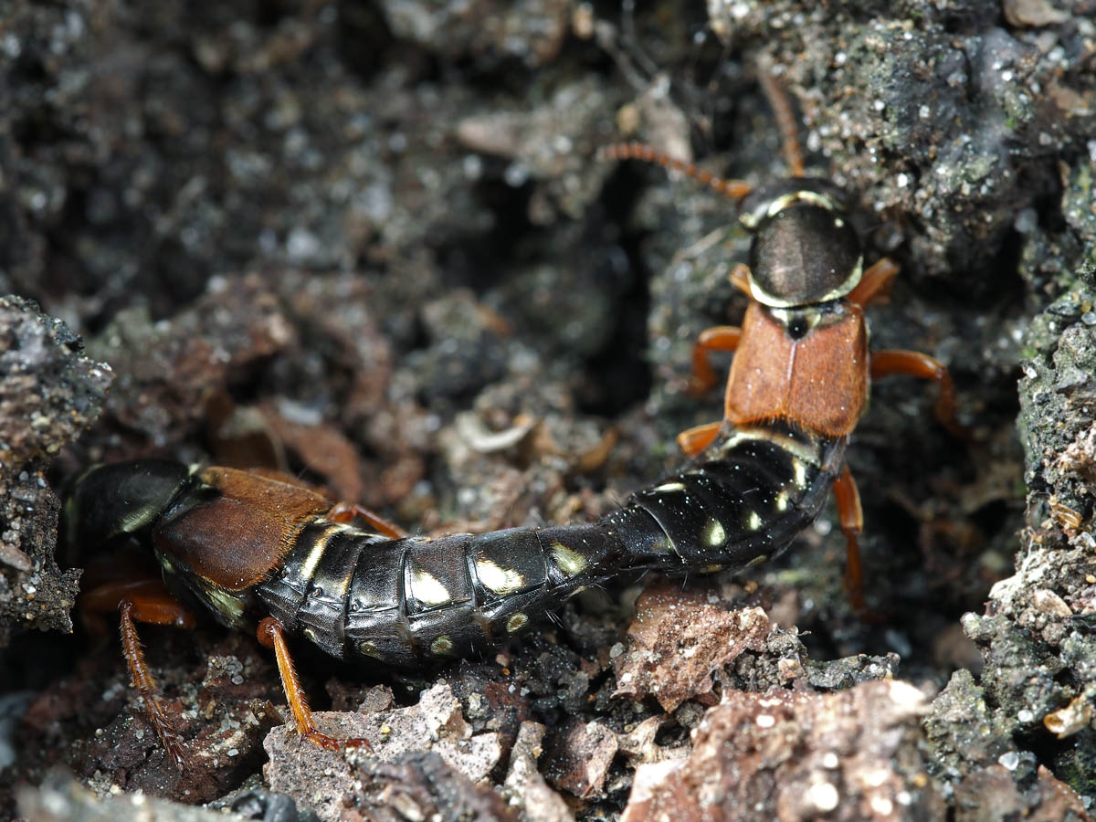 Insect sp 1 SAE 20200530 — Postimages