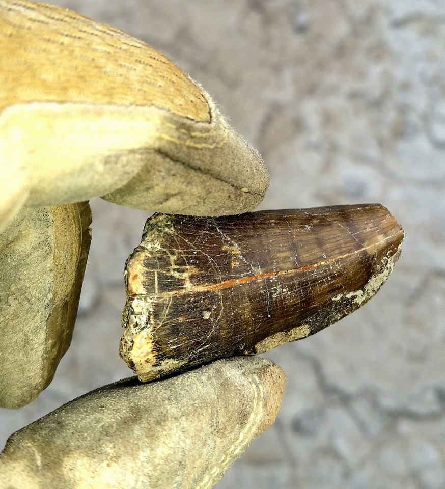 tooth (1) — Postimages