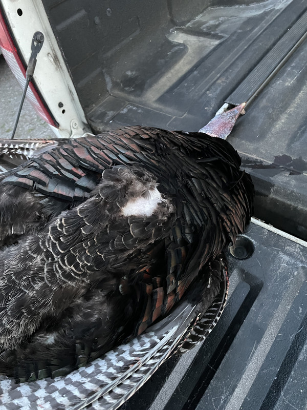 IMG 0655 — Postimages