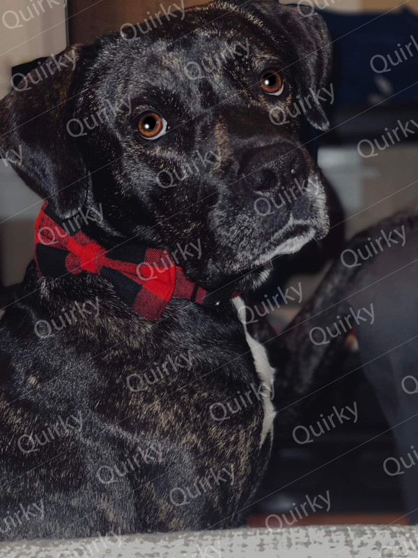 7za6gvjizk3a1 copy — Postimages