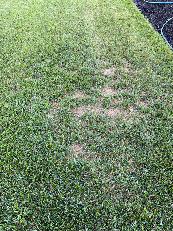Will KBG Dead Patches Fill In? | Lawn Care Forum