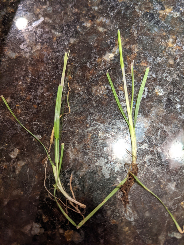 Poa Triv, or so I thought | Lawn Care Forum
