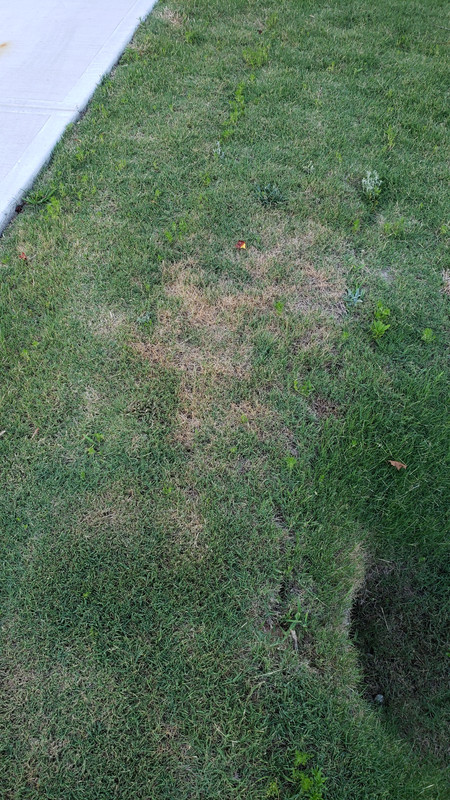 Heat stress, fungus, or bugs? | Lawn Care Forum