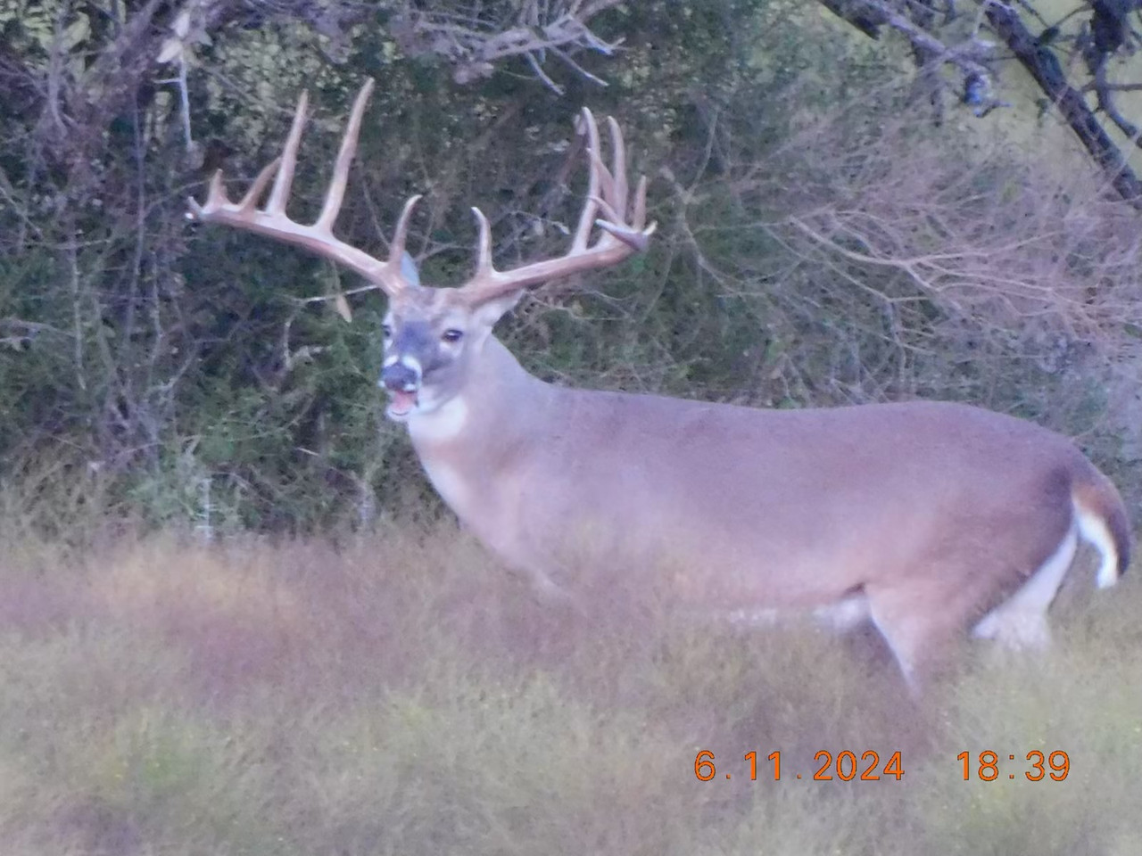 Another big ass buck from Karnes City - 24hourcampfire