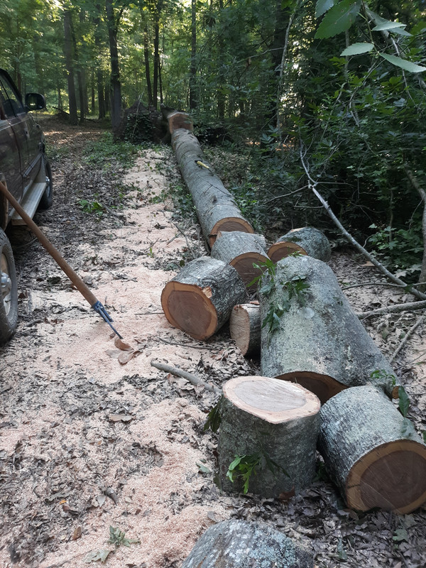 Technique to cut up huge log full on ground (no space under) | Arborist ...