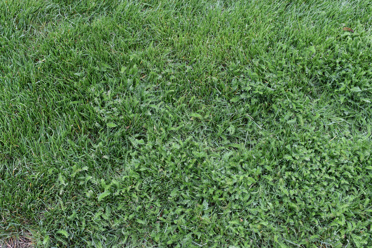 Weed ID - Yarrow? | Lawn Care Forum