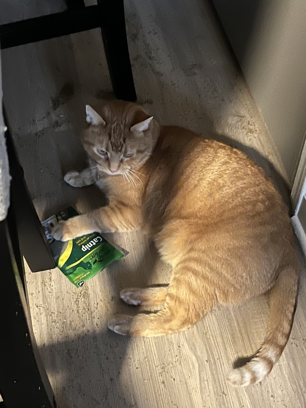 72151943927 A31 B08 E9 5 C3 B 4 E66 AFCC 3 C5 BEC5 FCE47 — Postimages