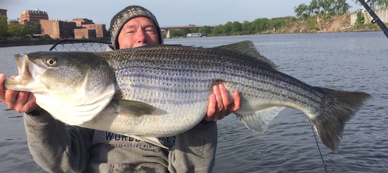 fish2 — Postimages