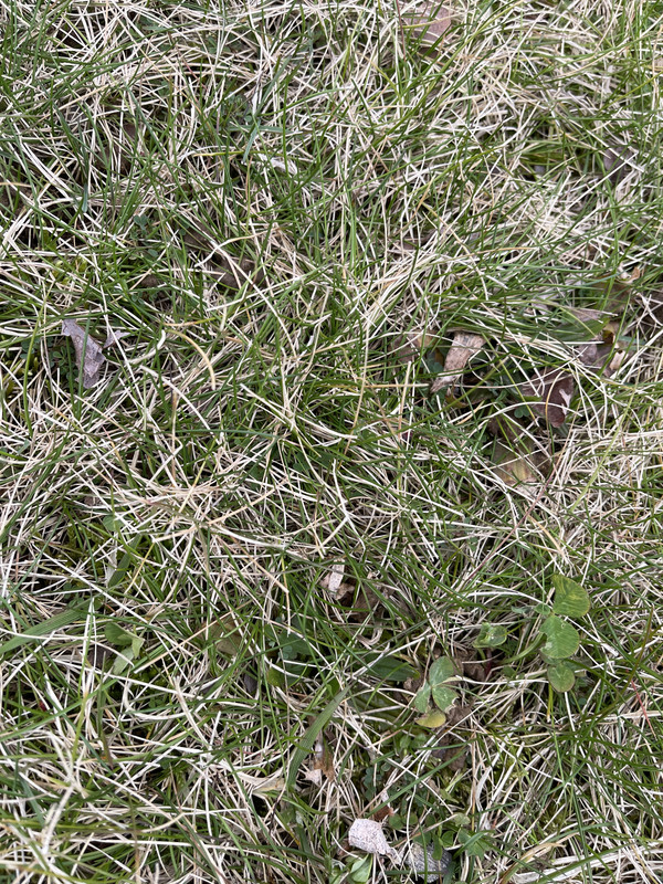 What type of grass do i have | Lawn Care Forum