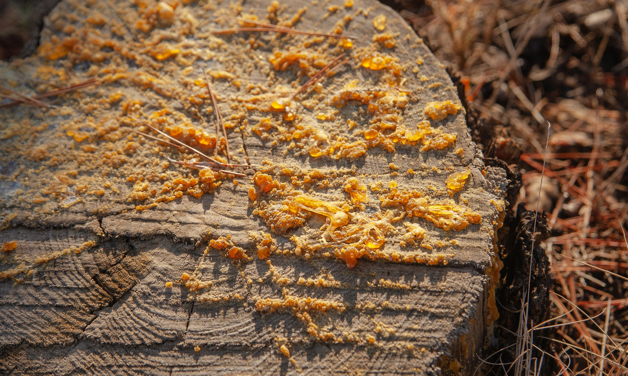 MG 5496 — Postimages